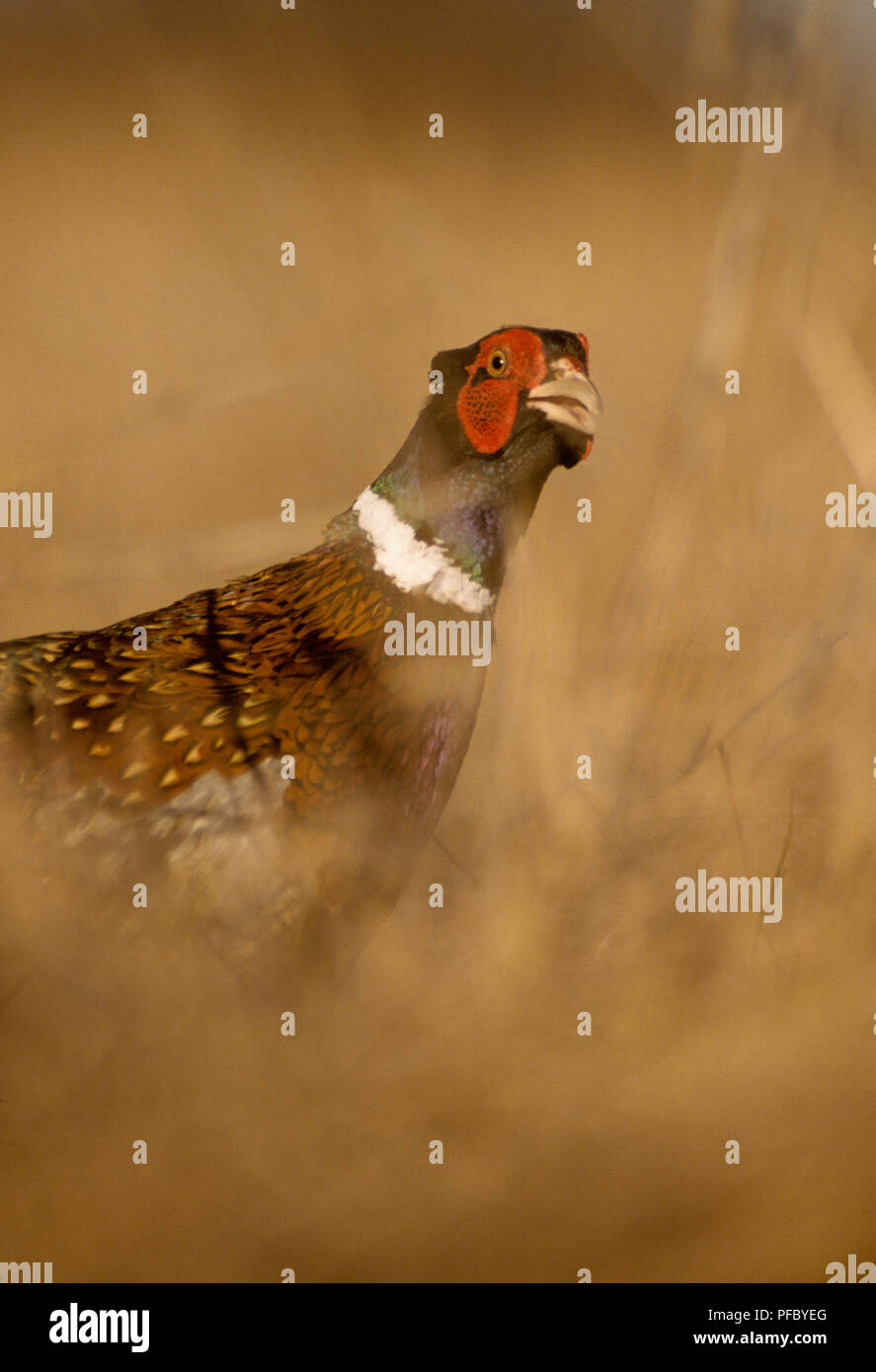 Ringneck pheasant hi-res stock photography and images - Alamy