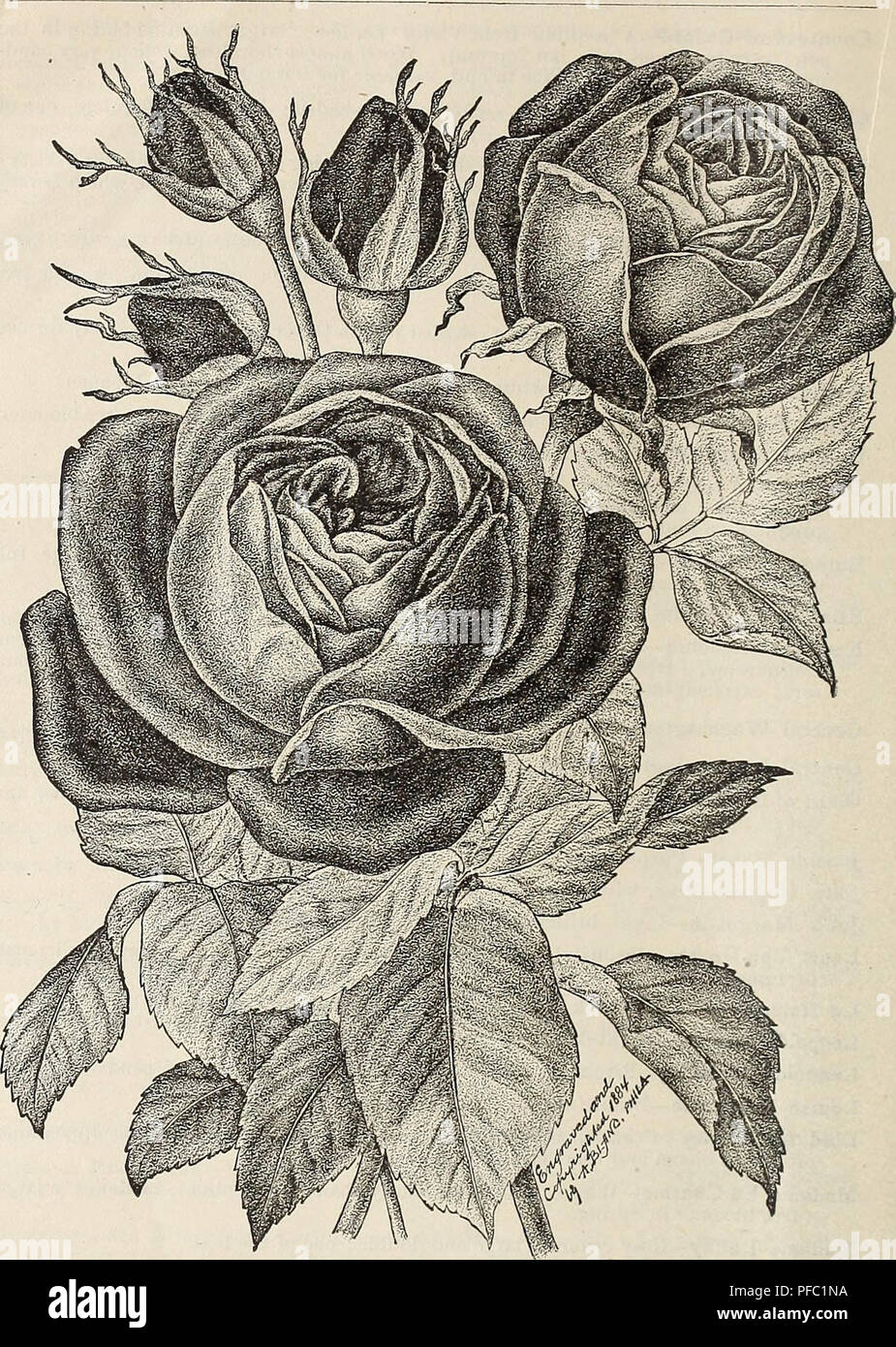 A catalog of fruit and ornamental trees, shrubs, and plants, featuring ...