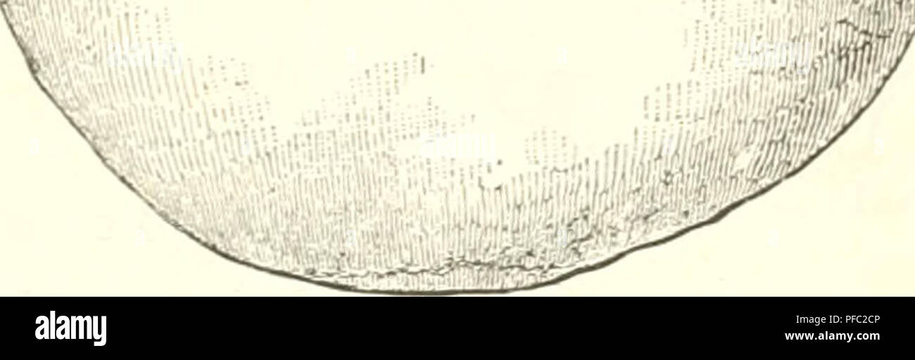 This work explores human anthropology, focusing on anatomical features ...