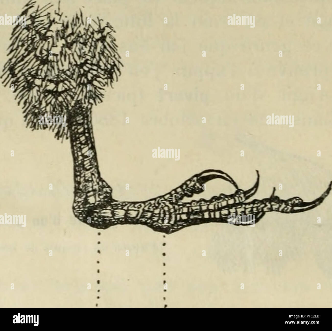 This scientific observation notes an injury to a bird’s left leg ...