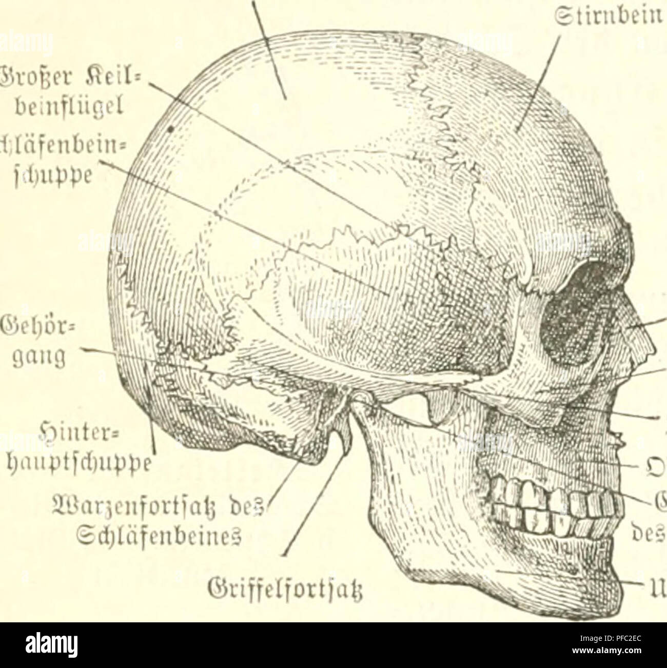 Detailed study cranial development hi-res stock photography and images ...