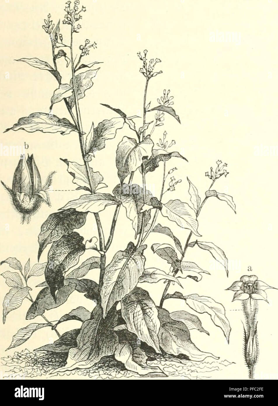 This work explores human anatomy and physiology, focusing on bodily ...