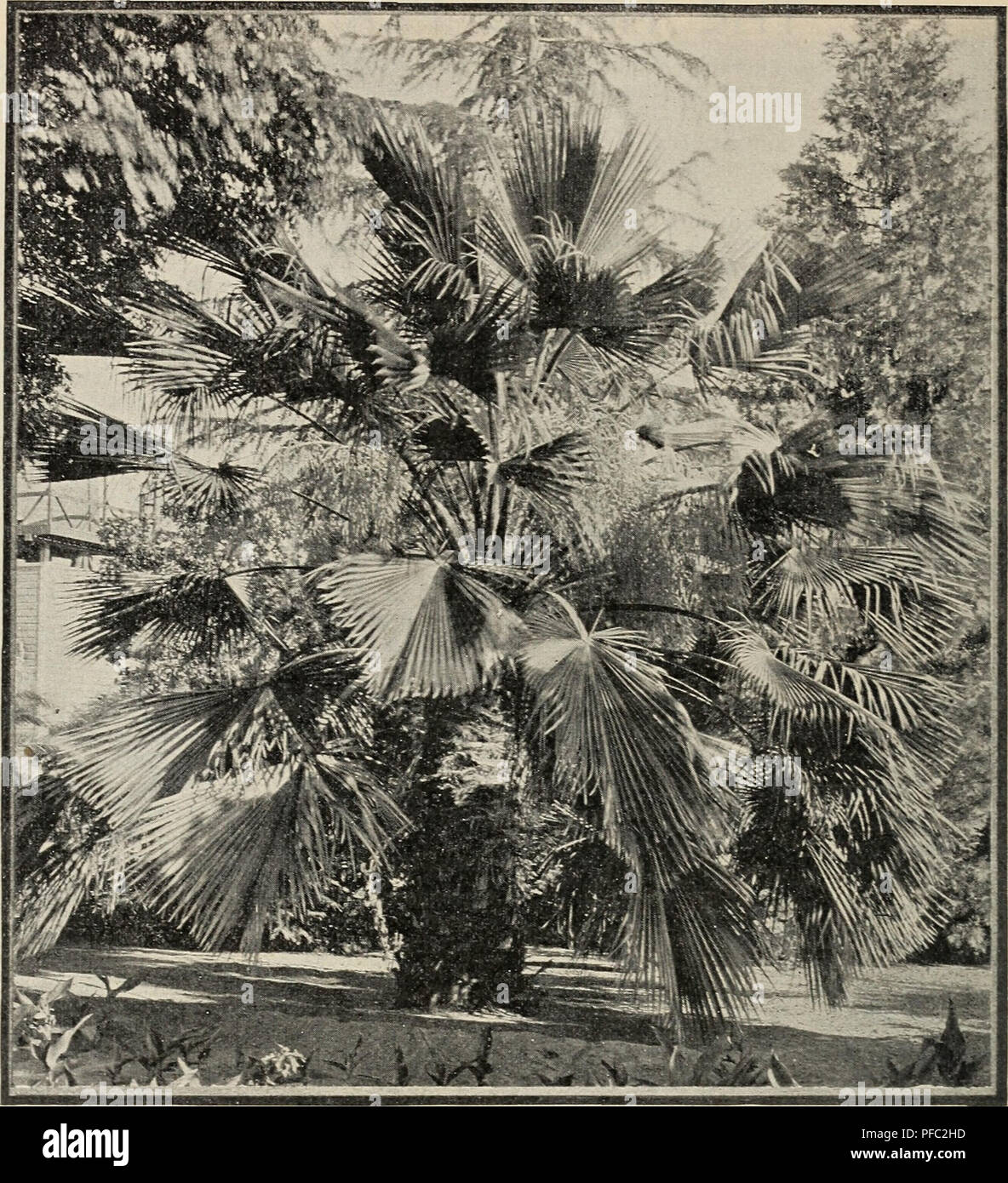 This horticultural catalog provides detailed descriptions of fruit and ...