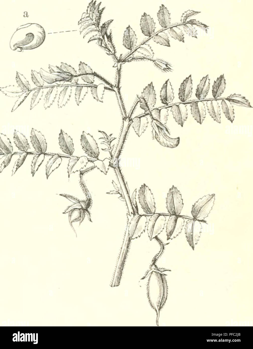 Internal organs anatomical drawings hi-res stock photography and images ...