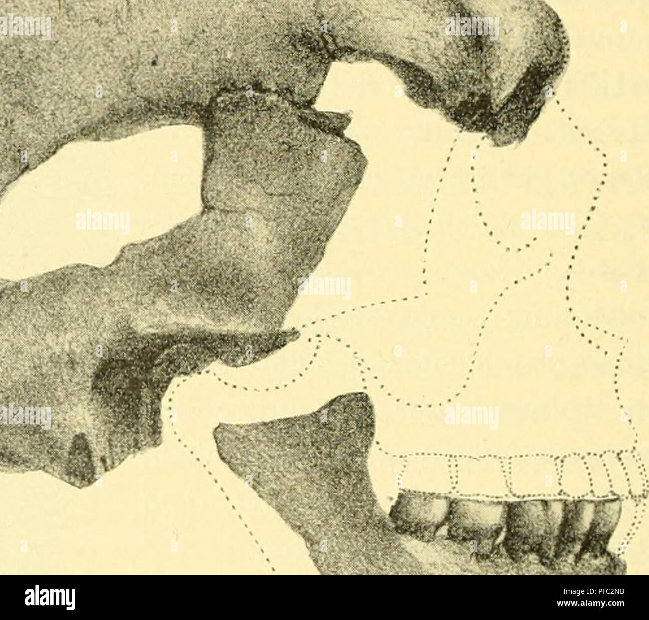 Urmensch hi-res stock photography and images - Alamy