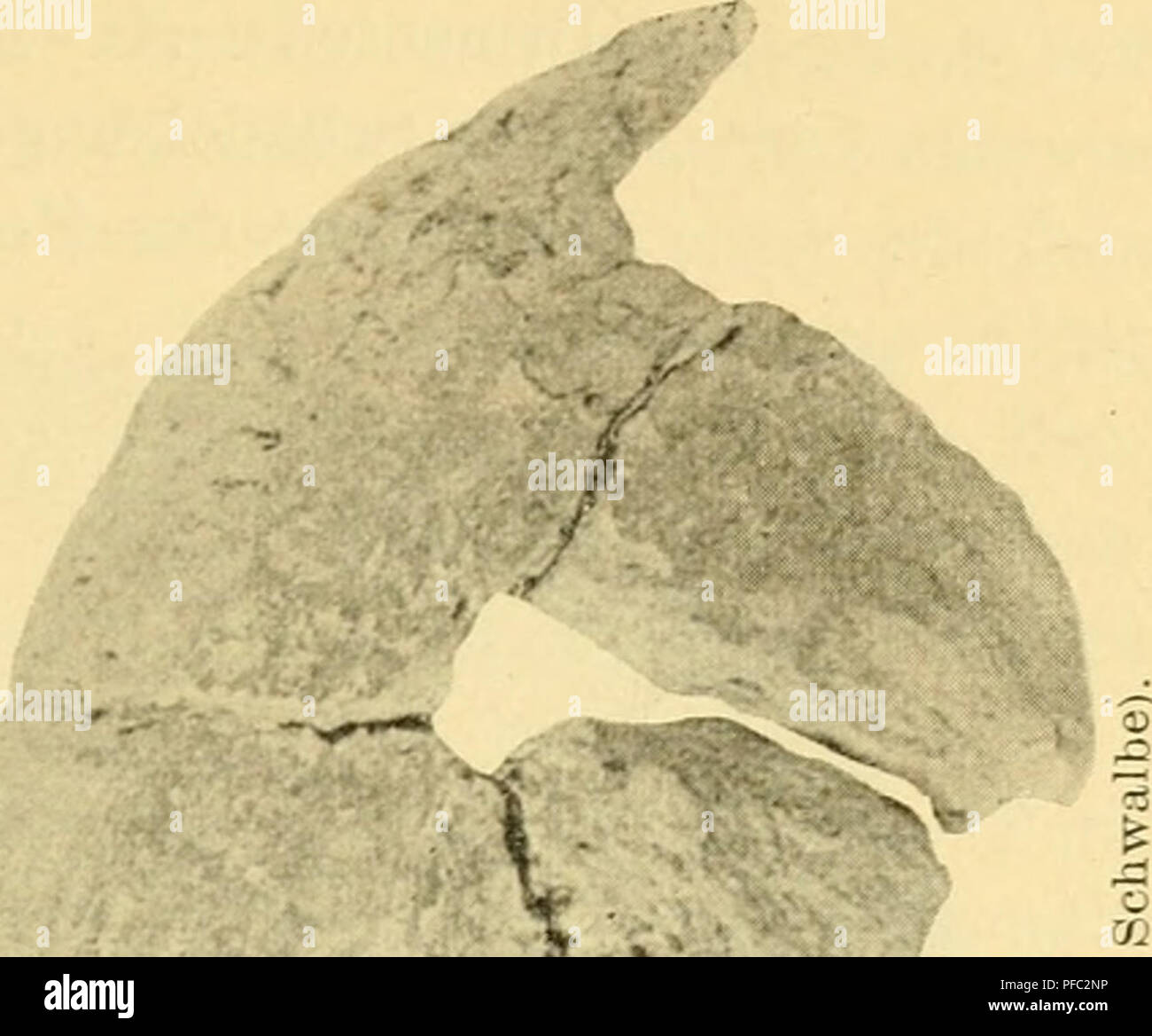 This is a text excerpt discussing human evolution, highlighting the ...