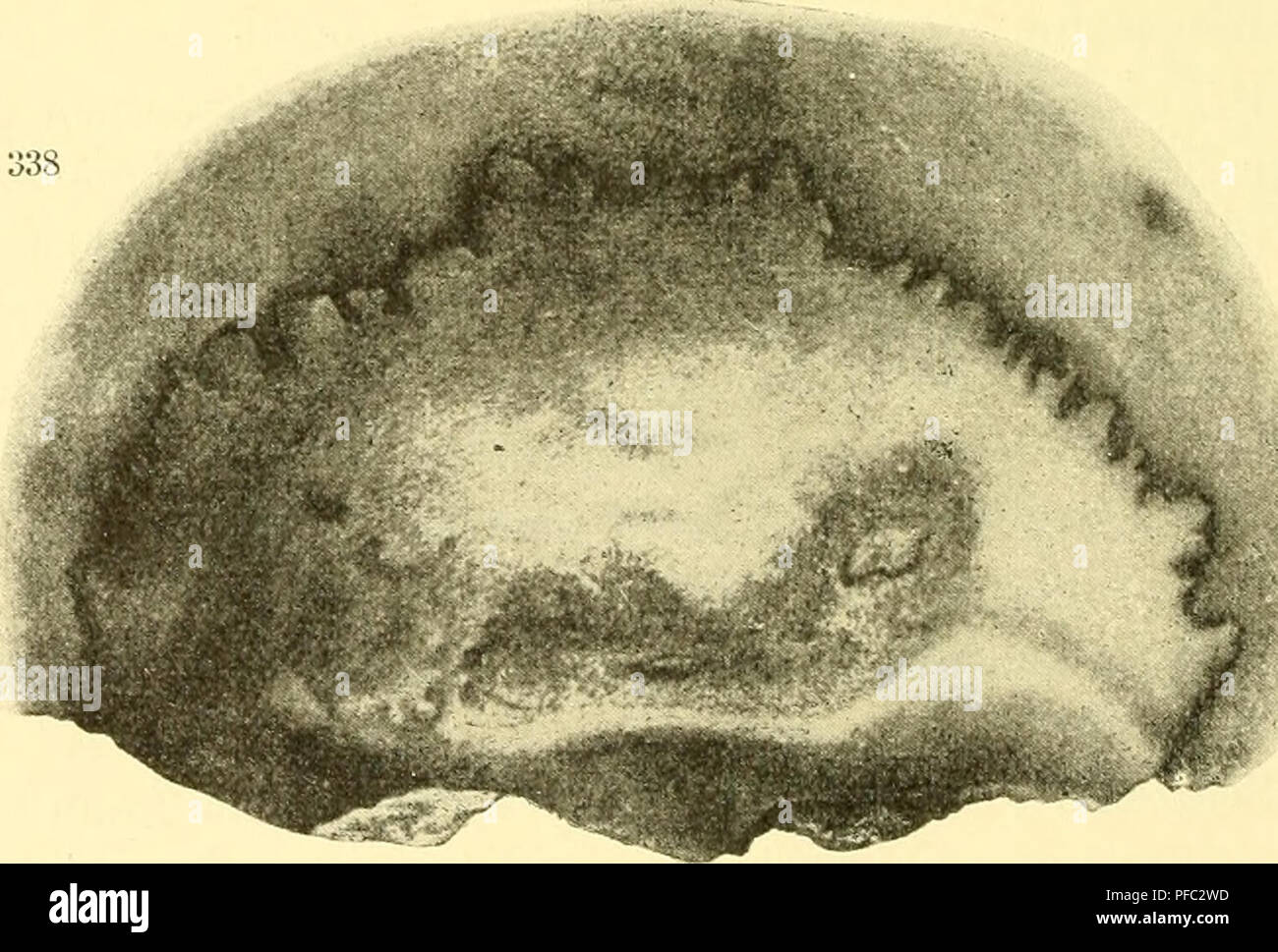 This book explores human origins and evolution, focusing on the ...