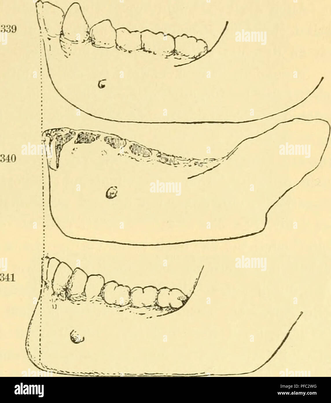 Early modern human homo sapiens hi-res stock photography and images - Alamy