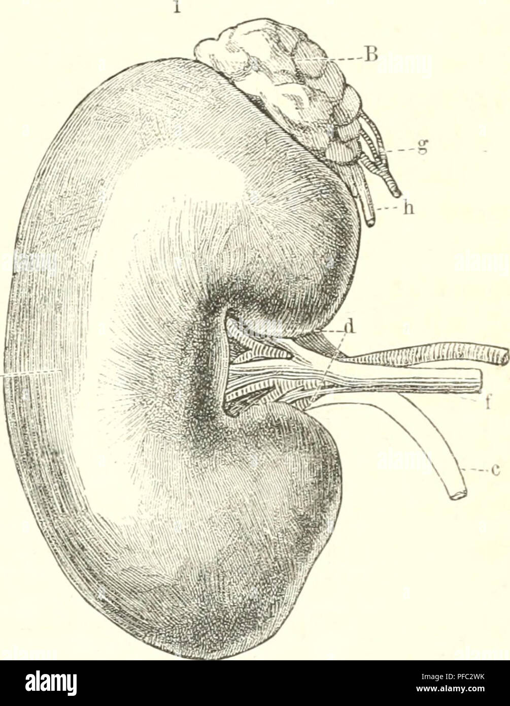 This illustration from a medical text provides detailed diagrams of the ...