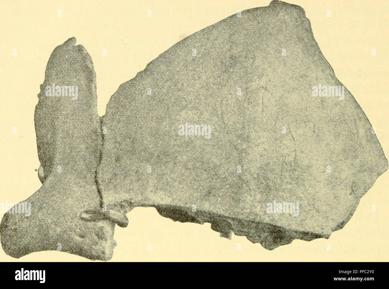 This work by Wilhelm Leche explores human origins and development ...