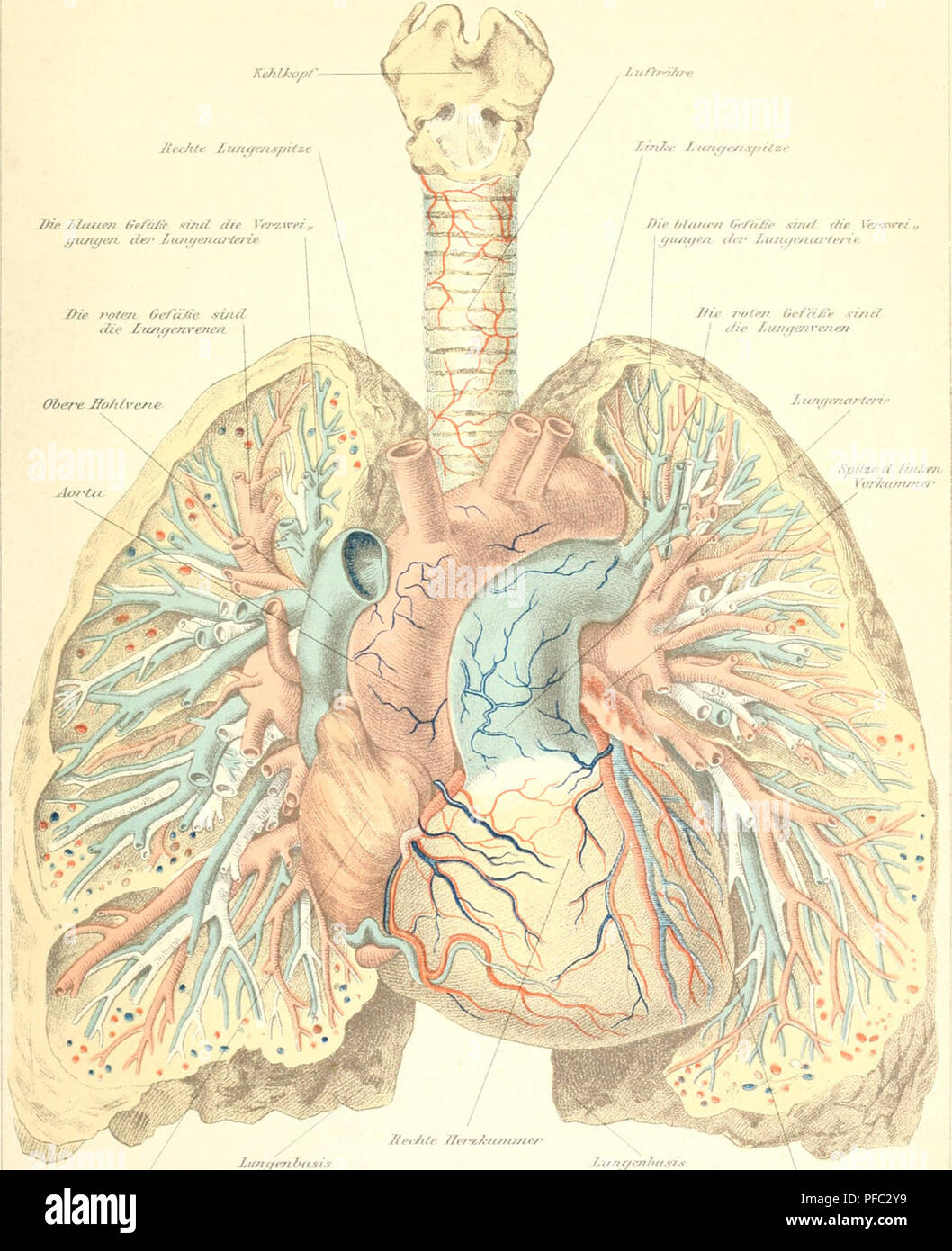 Lungs Human Anatomy And Physiology Teaching The Cardiovascular System
