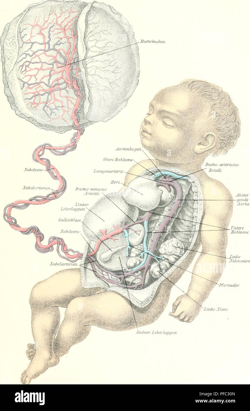 This text covers the human circulatory system, focusing on the blood ...