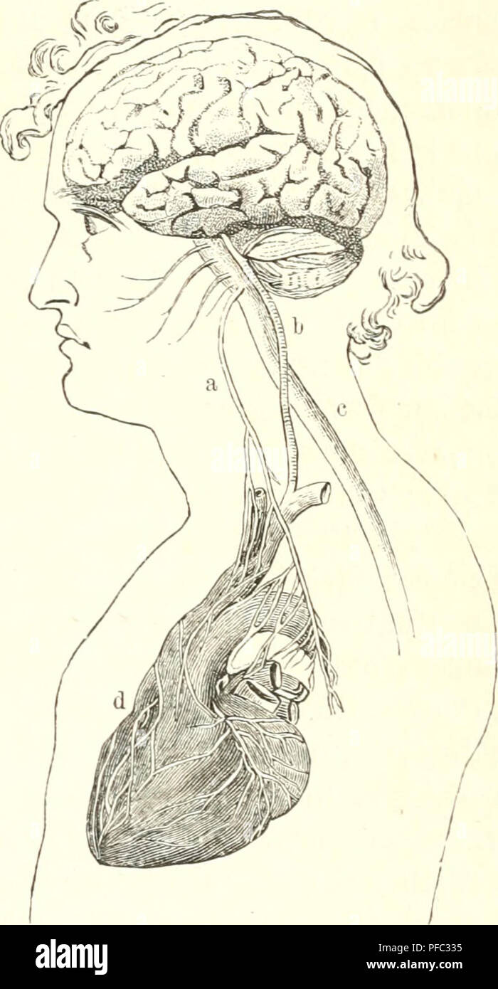 This anthropological work explores human anatomy and physiology ...