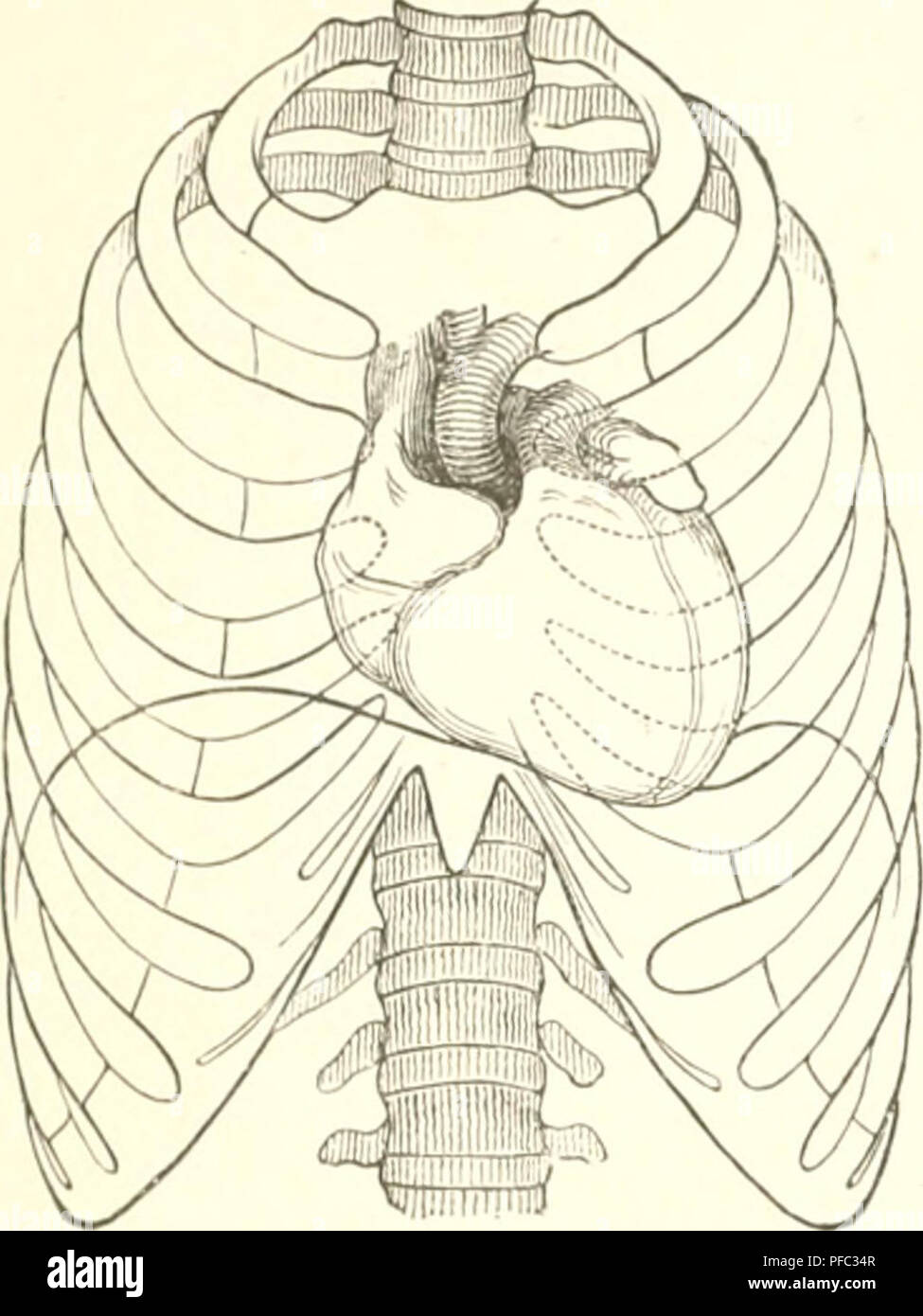 This work on human anatomy and physiology discusses various physical ...
