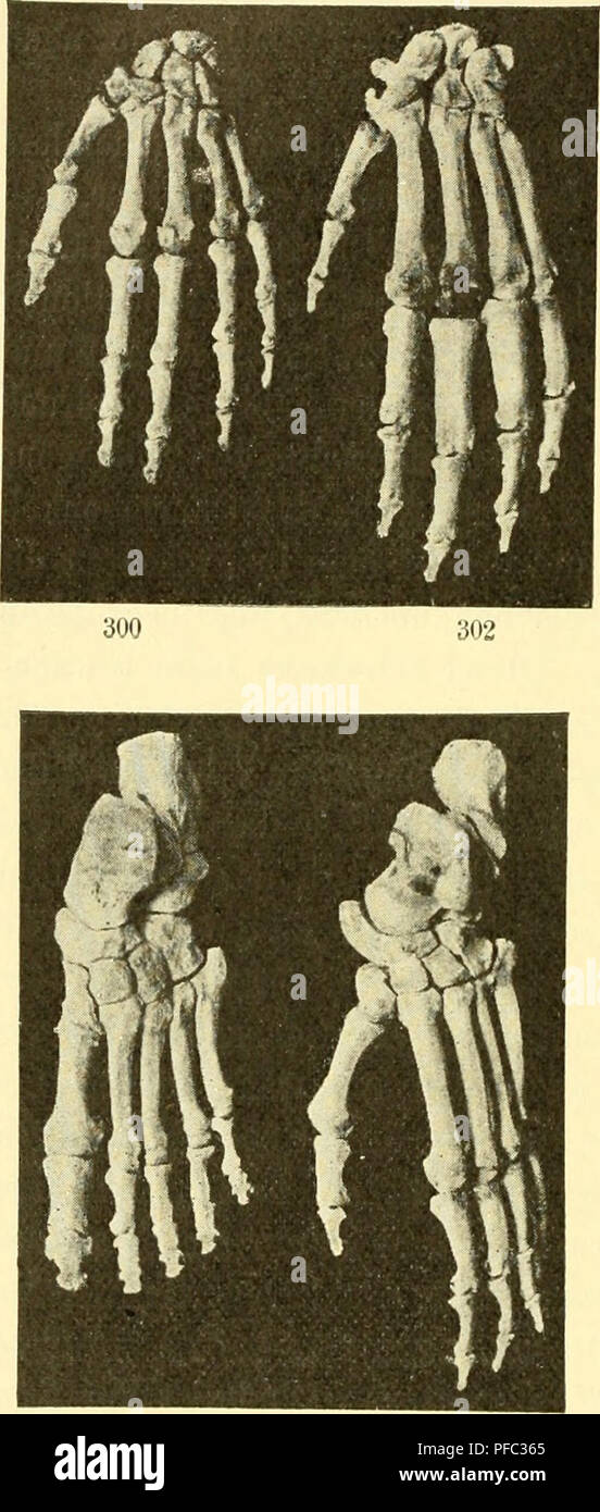 Affe mensch hi-res stock photography and images - Alamy