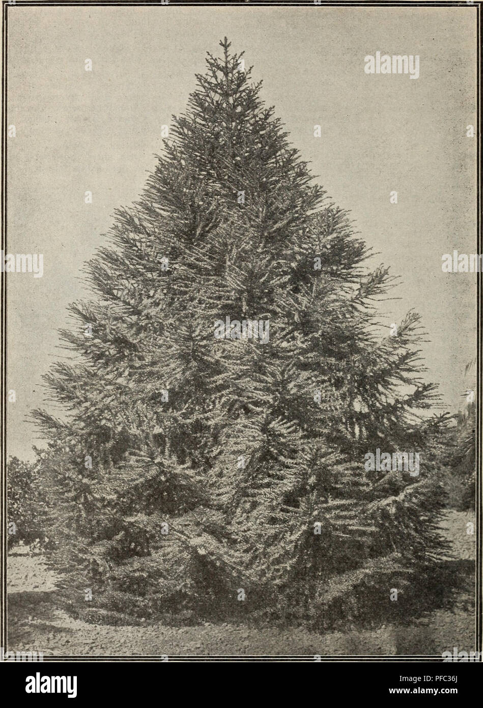 Cupressus macrocarpa lutea hi-res stock photography and images - Alamy