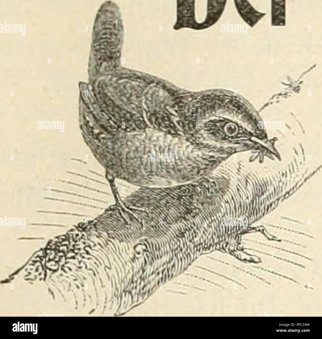This ornithological journal features observations and studies of birds ...