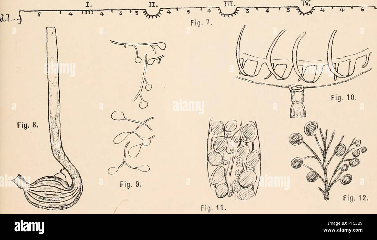 The catalogue documents various species of Tunicata housed at the ...