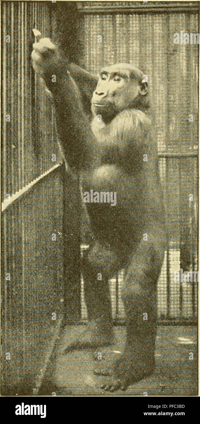 This work discusses the origins and evolution of humans, providing ...