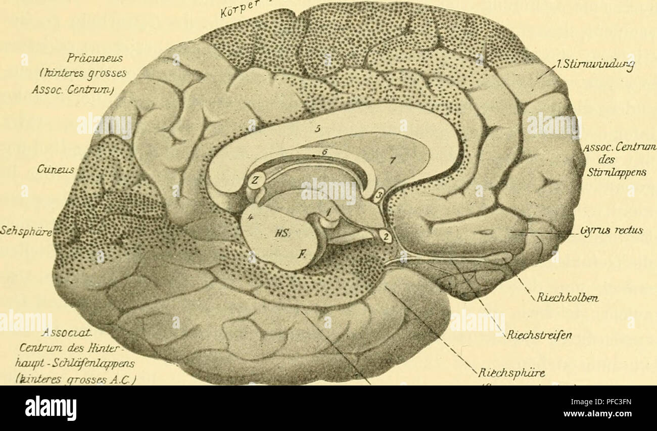 This work, 'Der Mensch, sein Ursprung und seine Entwicklung,' explores human evolution in a ...