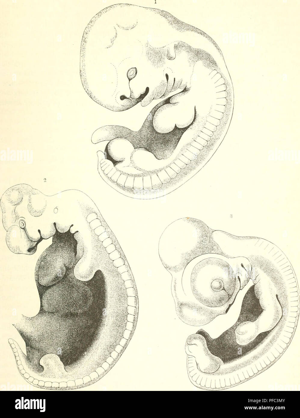 This work on human anatomy focuses on the comparative anatomy of human ...