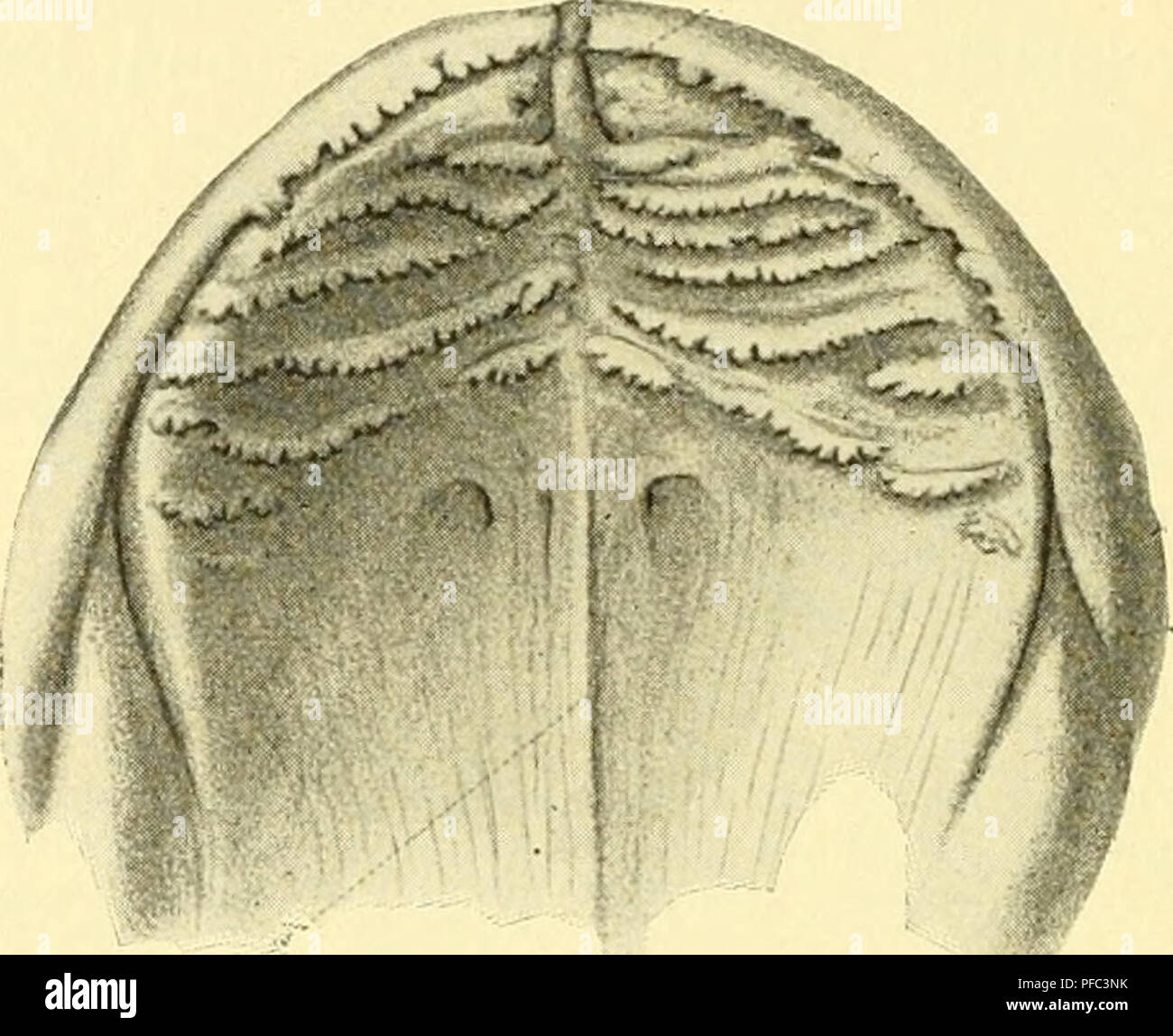 This work outlines the evolution of humans, tracing our origins from ...