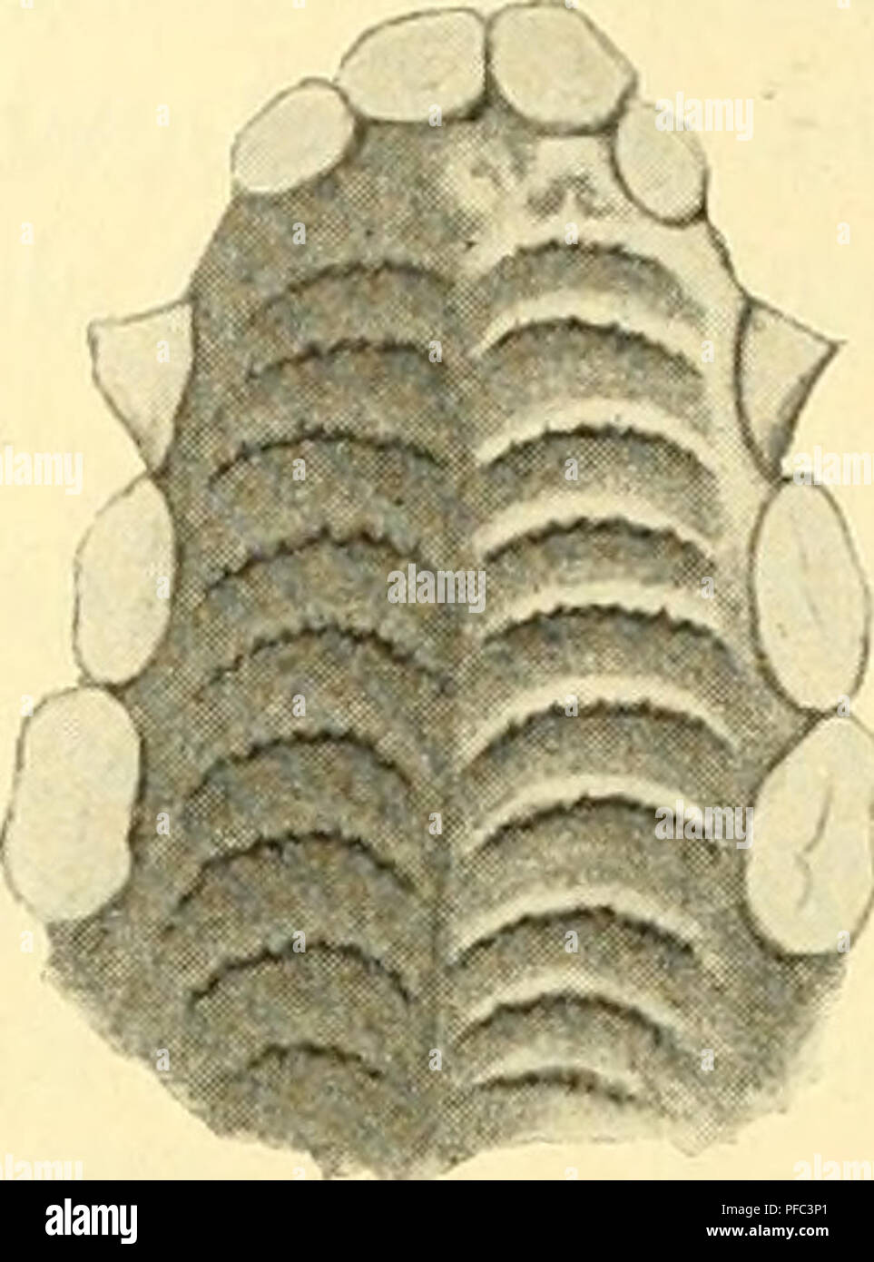This title discusses the origin and development of human beings in an ...