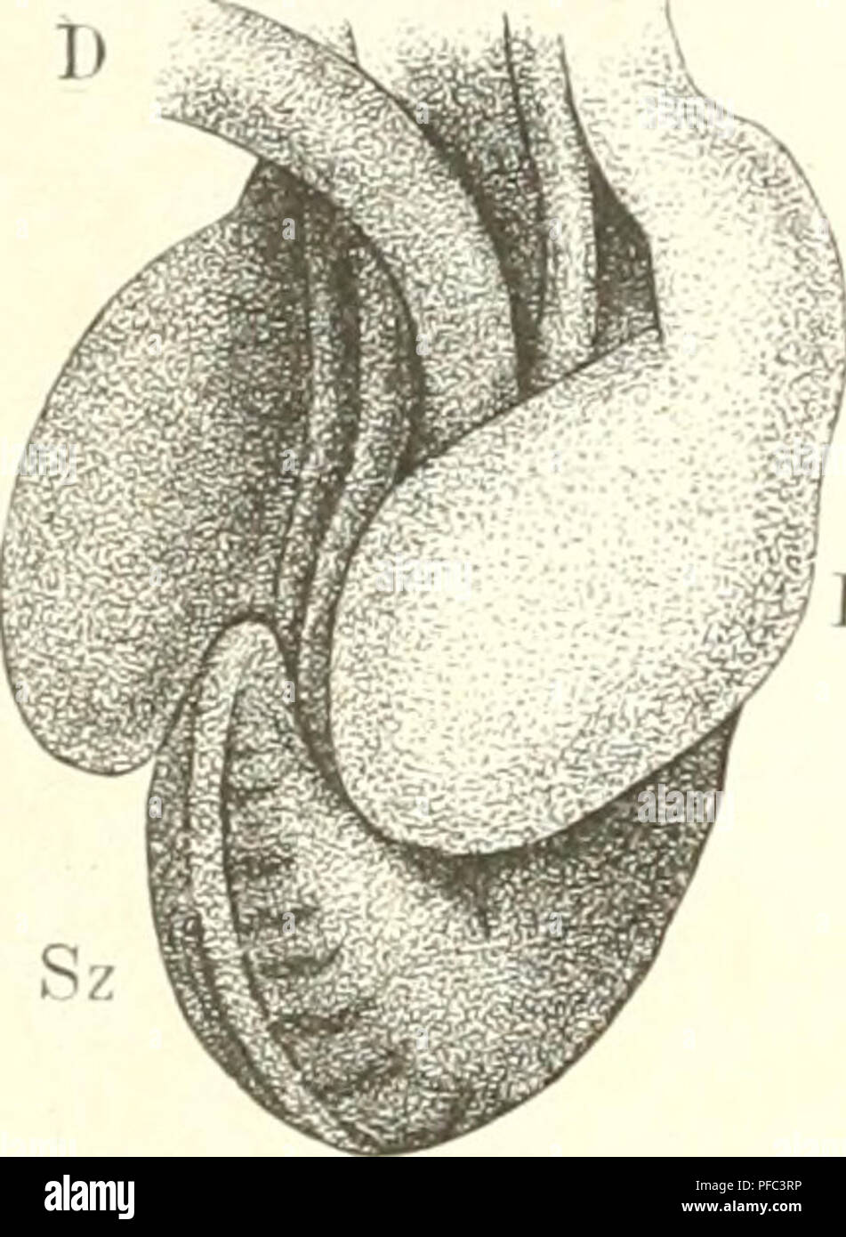 This image represents various anatomical studies and physiological ...