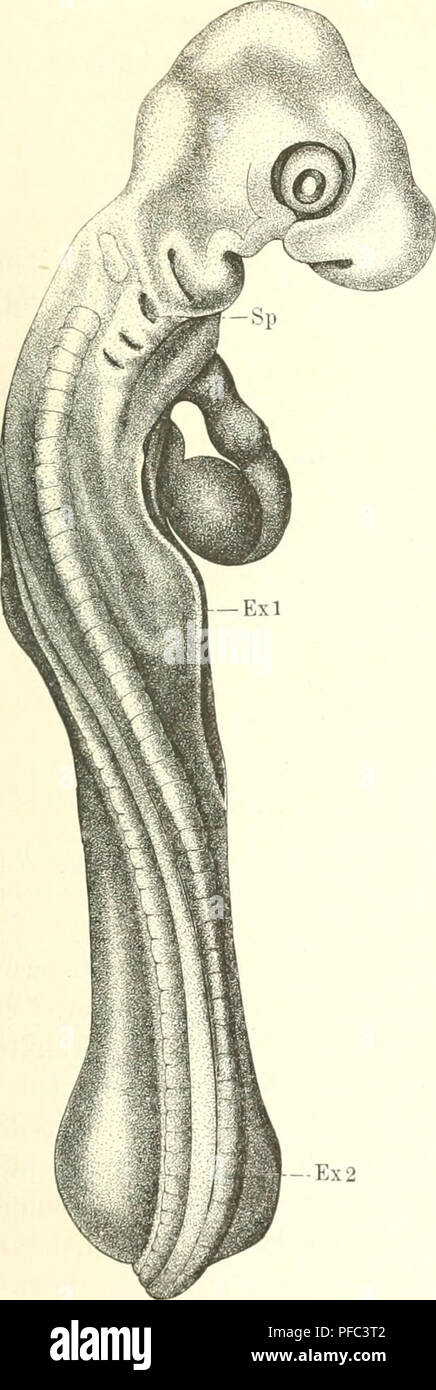 Showcasing various human body structures hi-res stock photography and ...