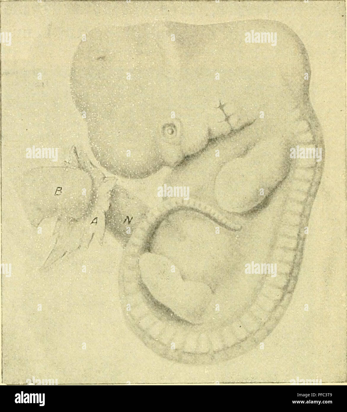 Human evolution 5 stages hi-res stock photography and images - Alamy