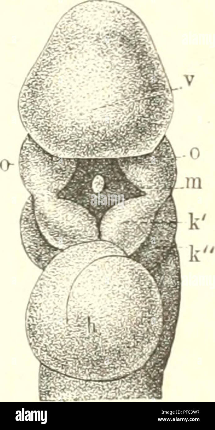 This illustration from 'Der Mensch' depicts detailed human anatomy and ...