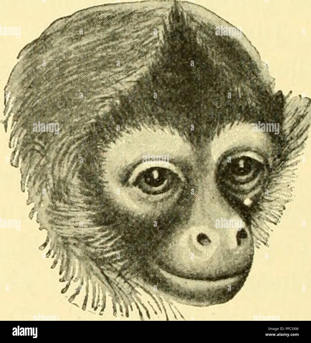 This work provides a simplified explanation of human evolution ...