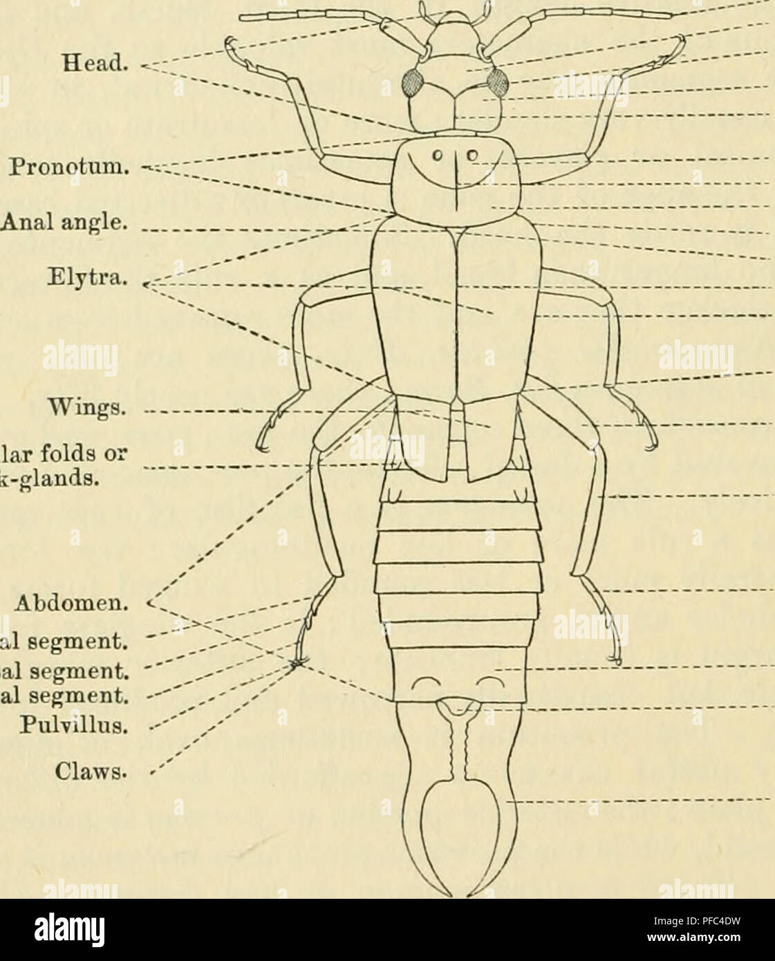 This section of the text describes the anatomy of earwigs, focusing on ...