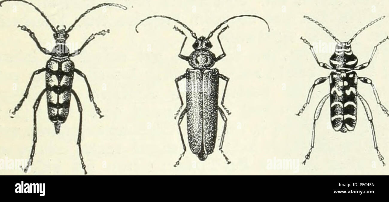 Detailed exploration of various beetles hi-res stock photography and ...