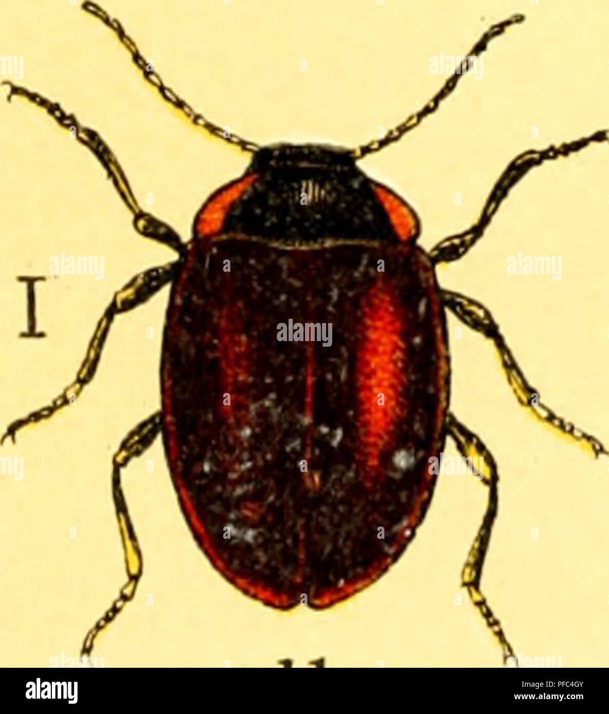 Detailed collection of various beetle species hi-res stock photography ...