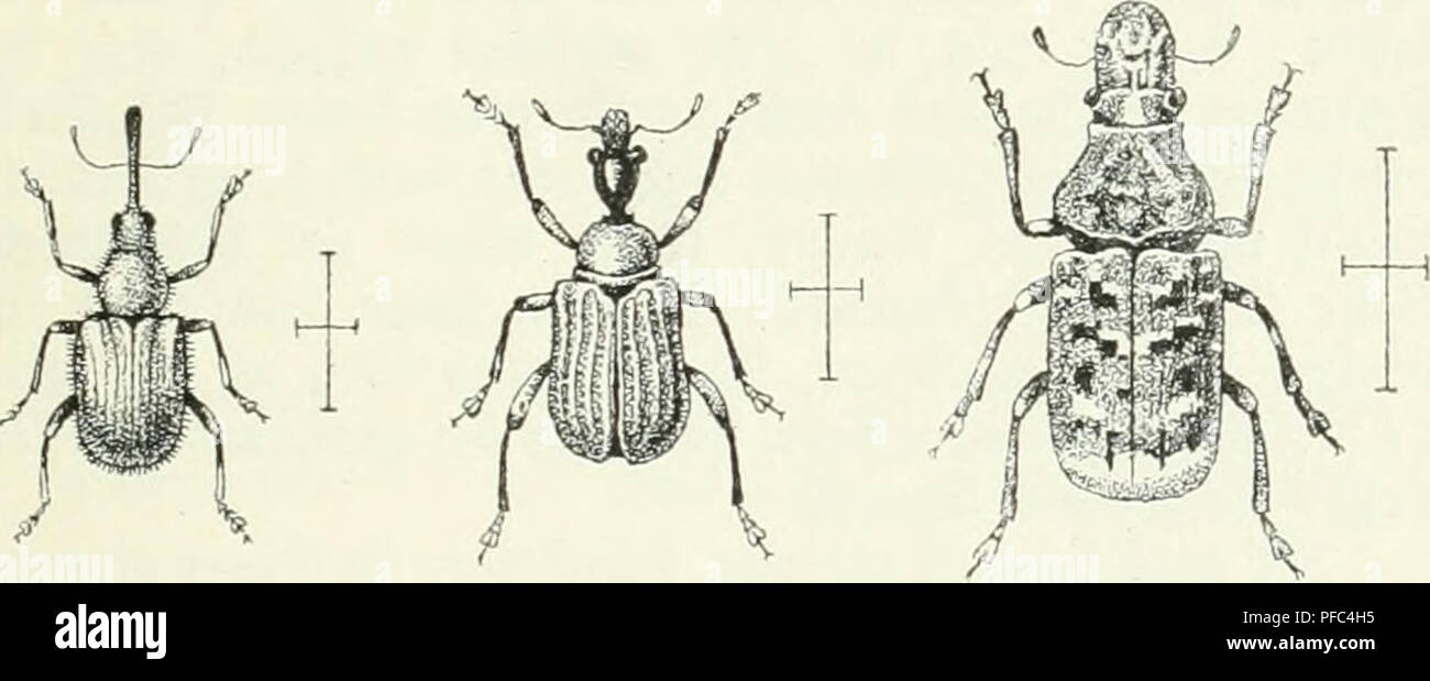 This publication focuses on various insect species, highlighting their ...