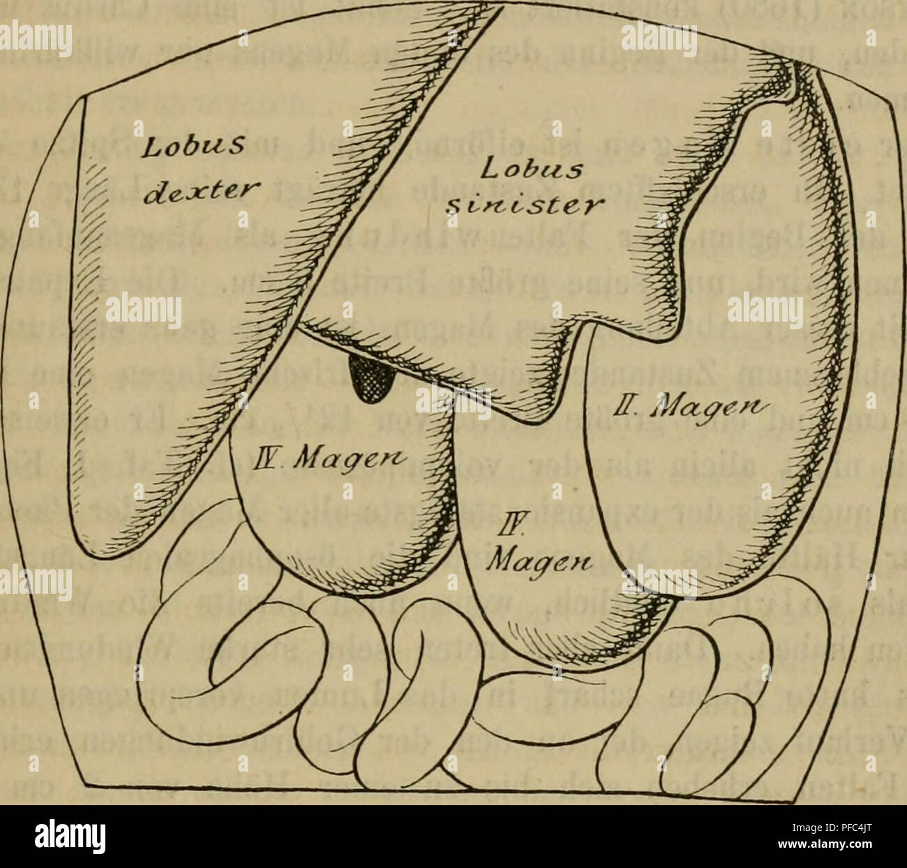 This anatomical study of cetaceans (whales and dolphins) focuses on ...