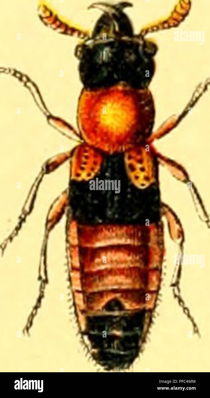 A German guidebook to collecting and identifying beetles, including ...