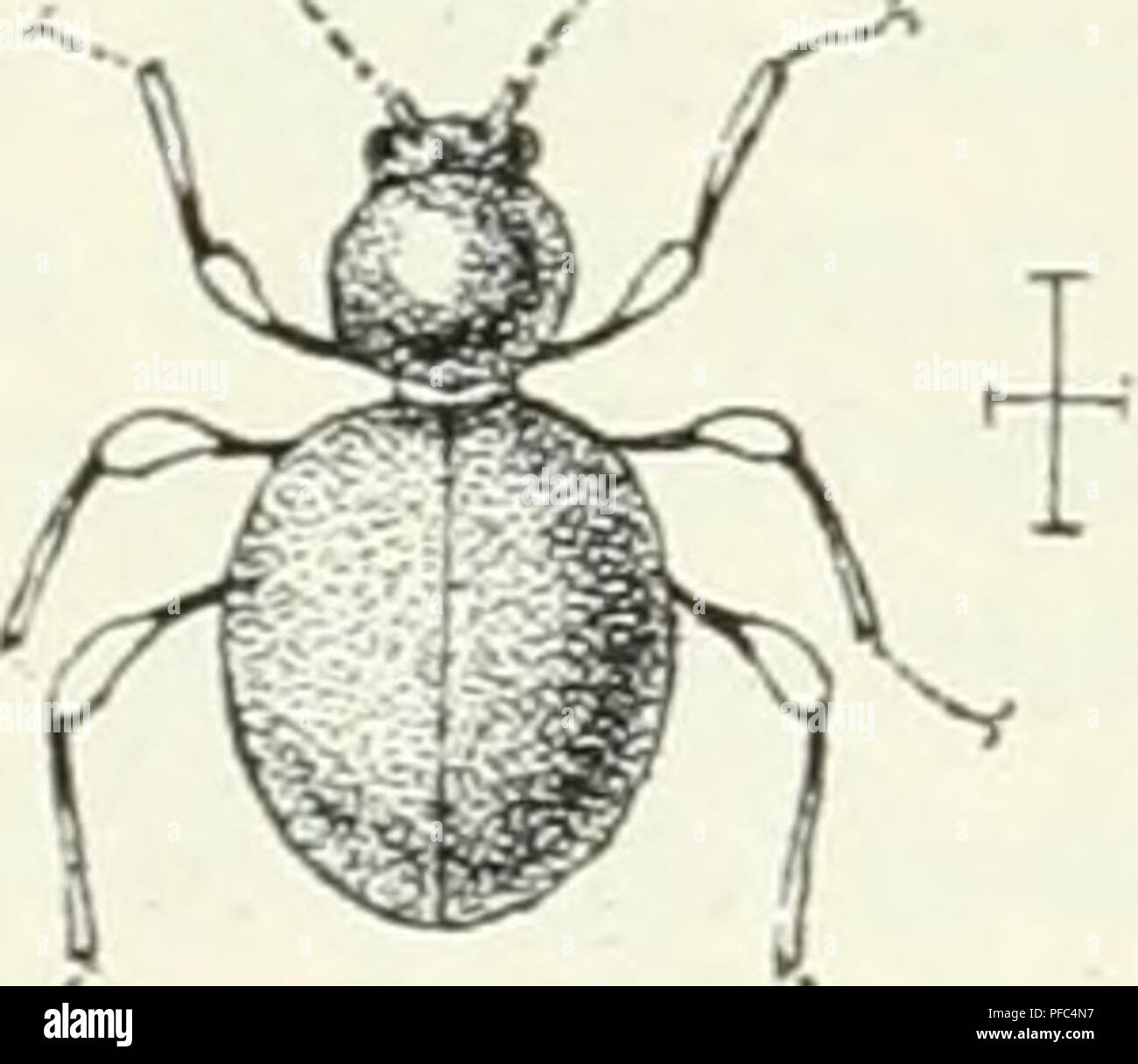 A 1911 work focused on beetles and other insects, detailing collecting ...