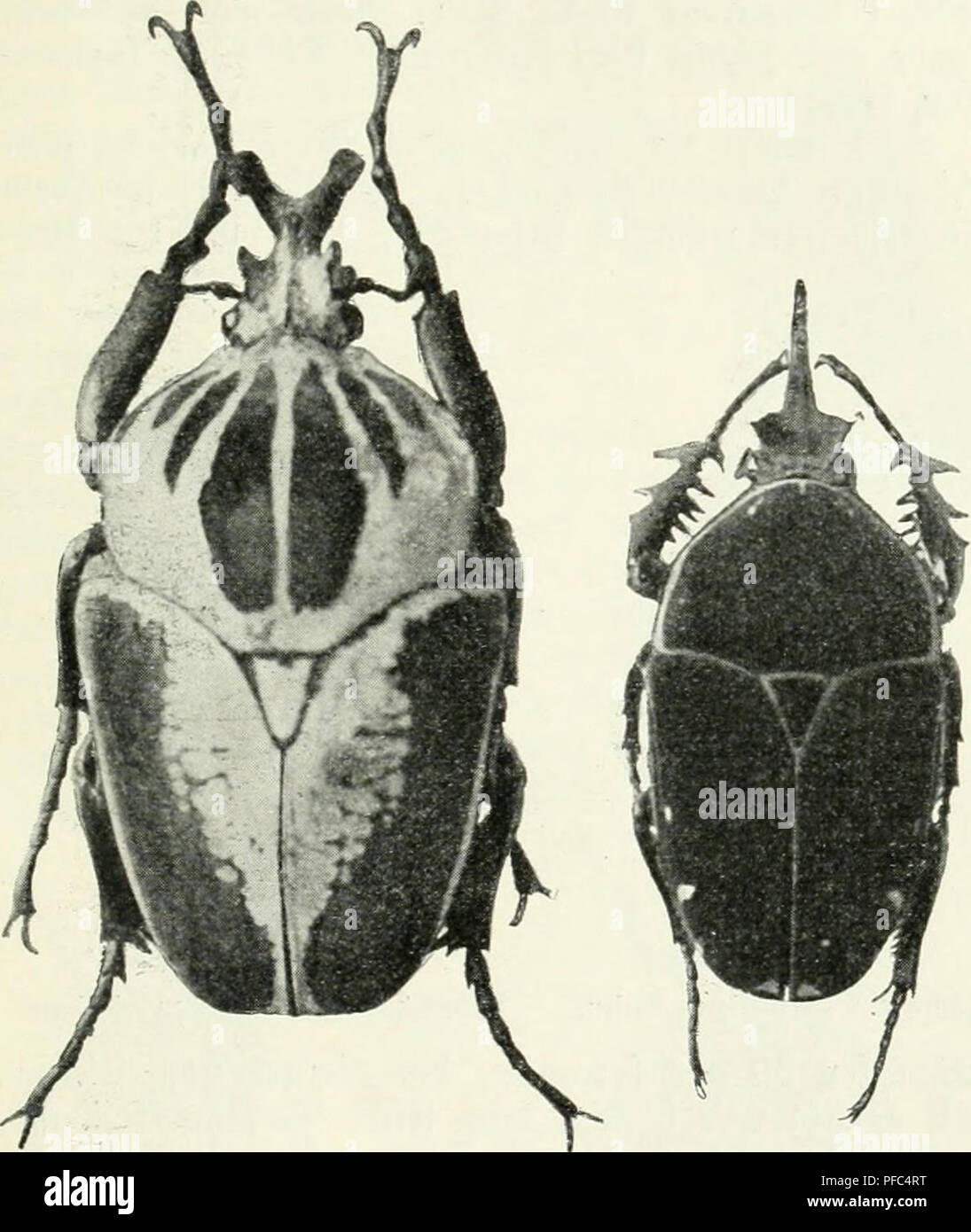 Shorelines beetles hi-res stock photography and images - Alamy