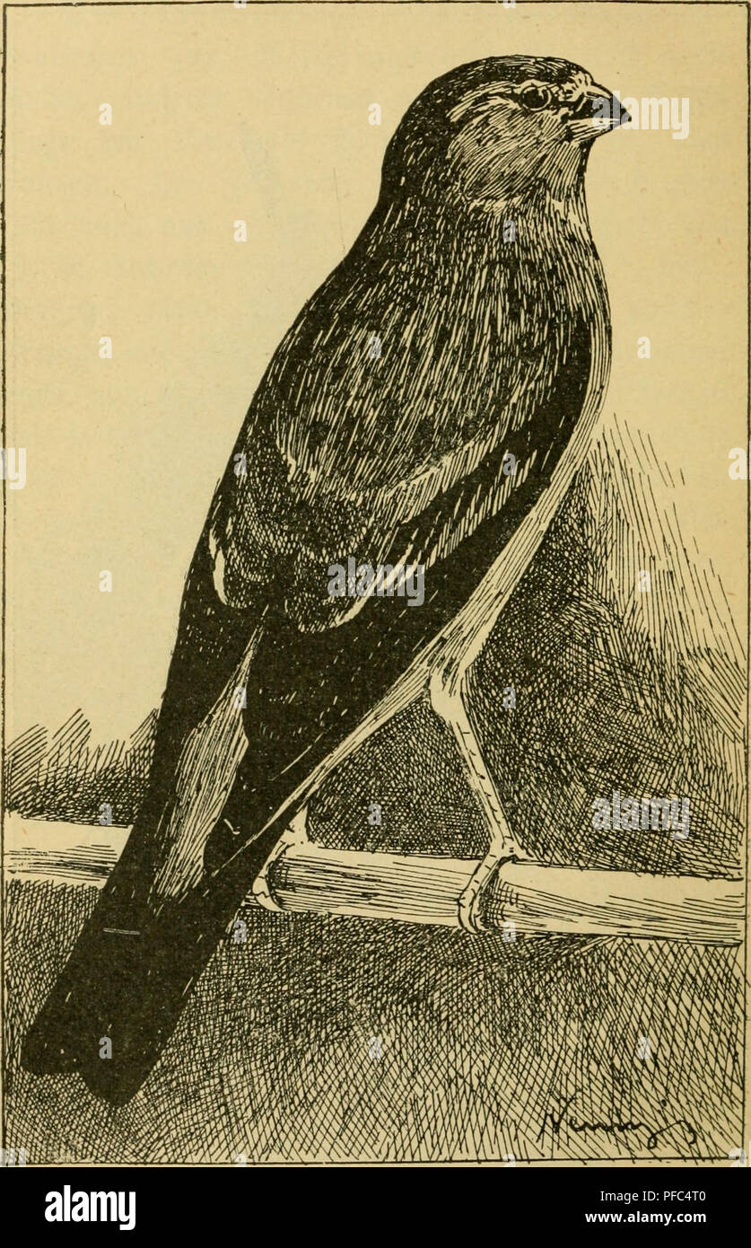 This book details the natural history, care, and breeding of canaries ...
