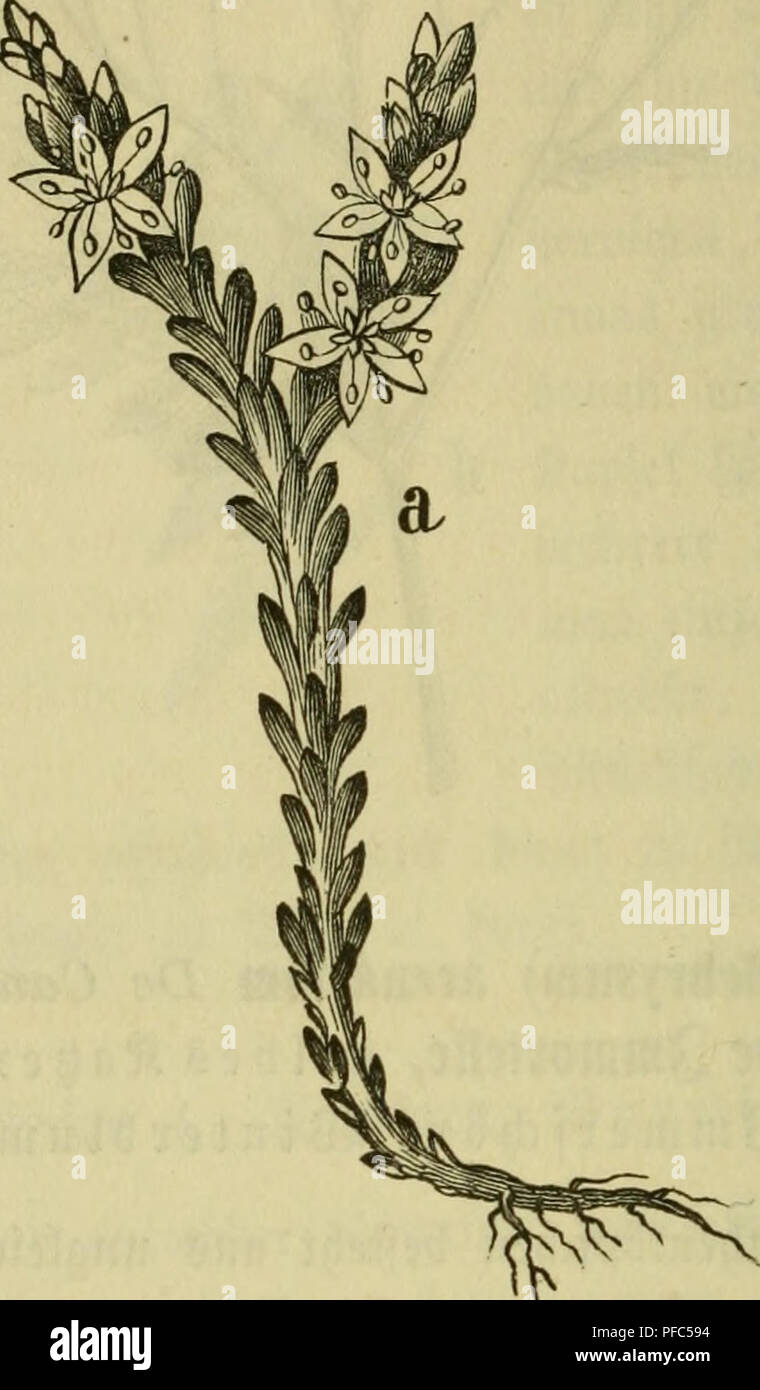 This image from a German guide to identifying wild plants in Germany ...