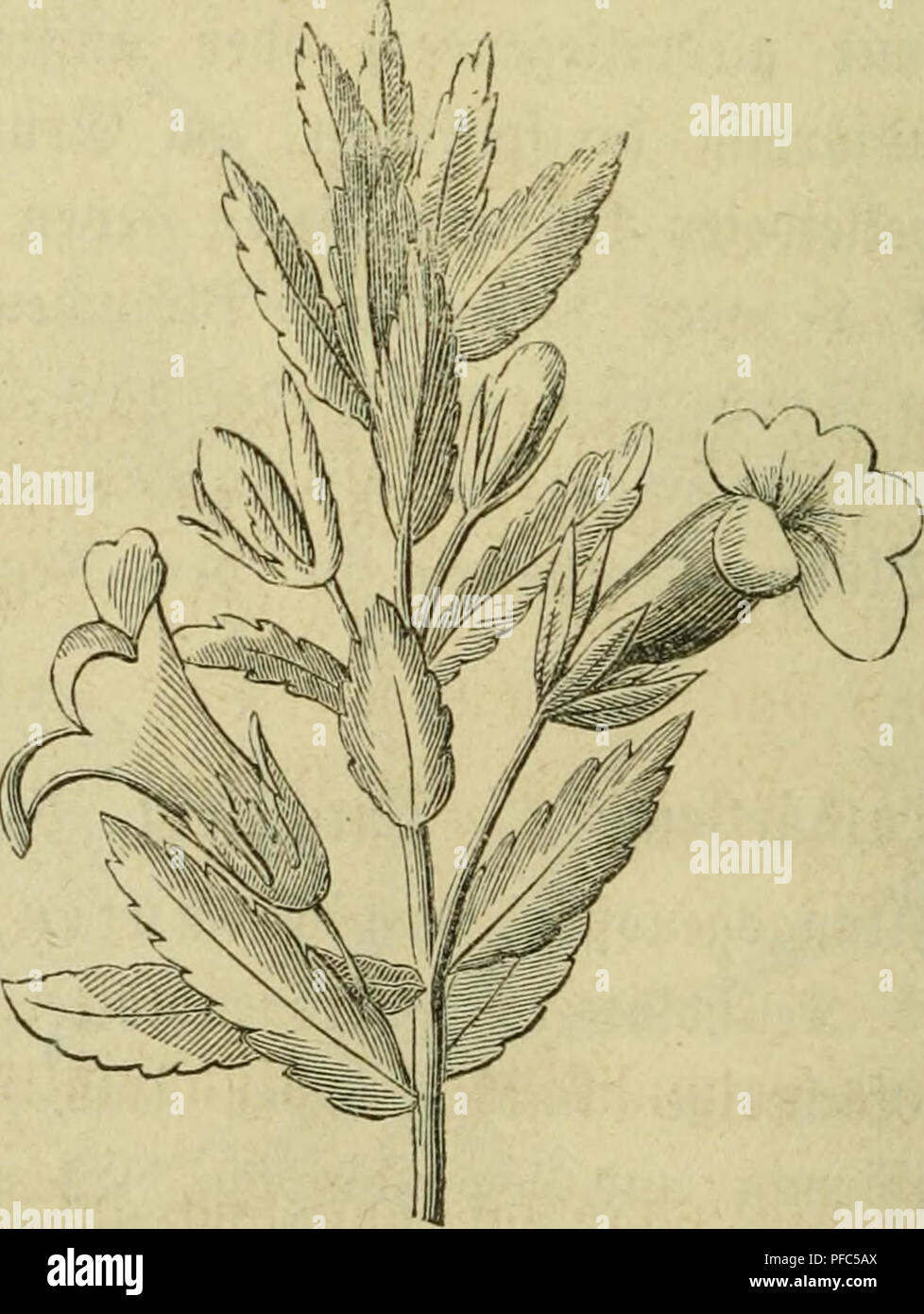 This German guide provides detailed descriptions of wild plants native ...