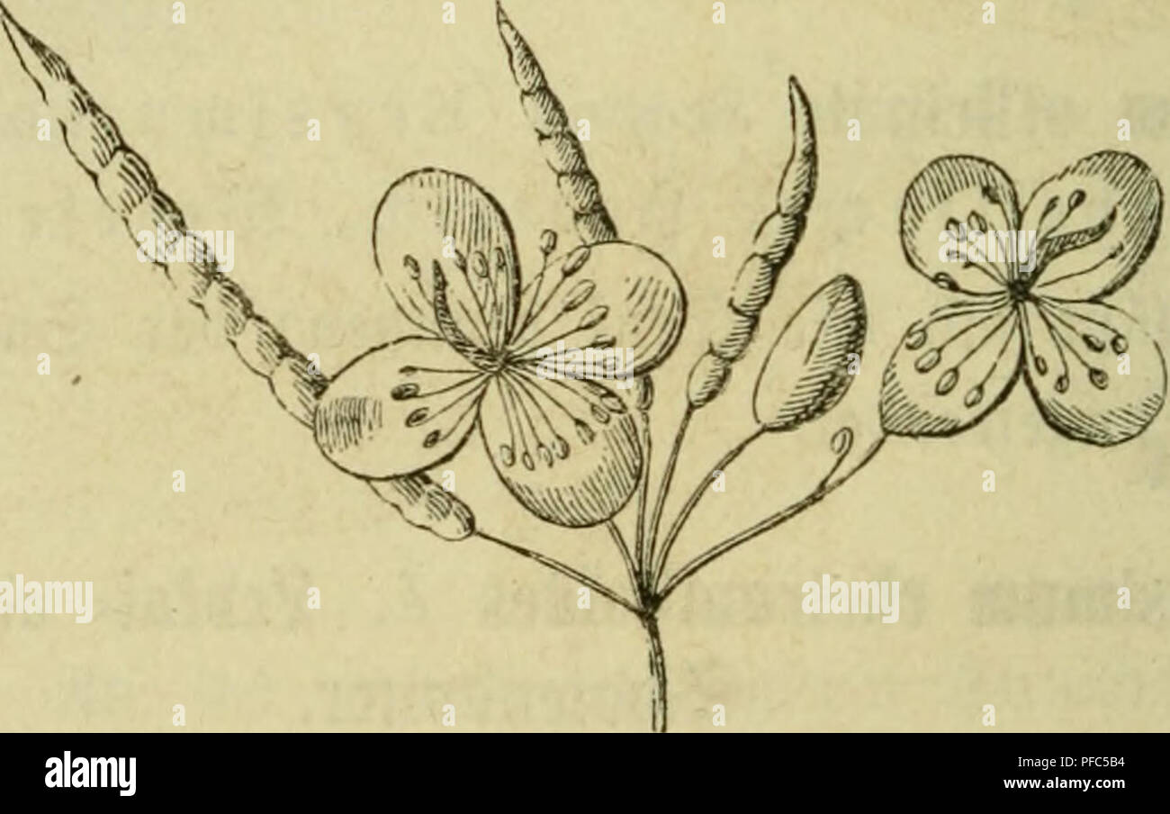 This guide helps identify and classify the most important wild plants ...