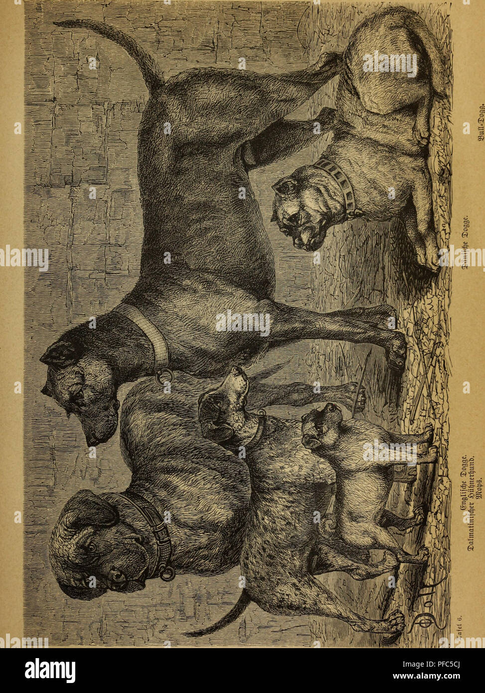 This work is a natural history of the domestic dog, describing various ...