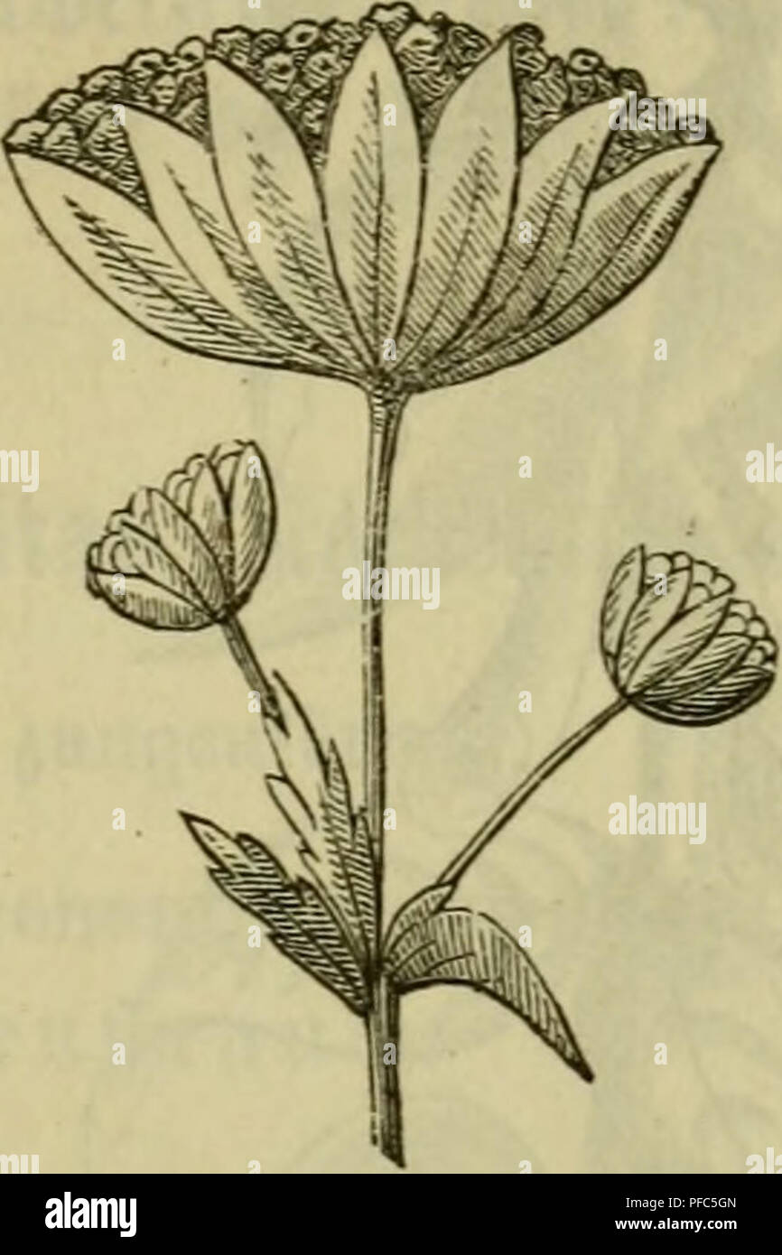 This plant identification guide provides detailed descriptions of ...
