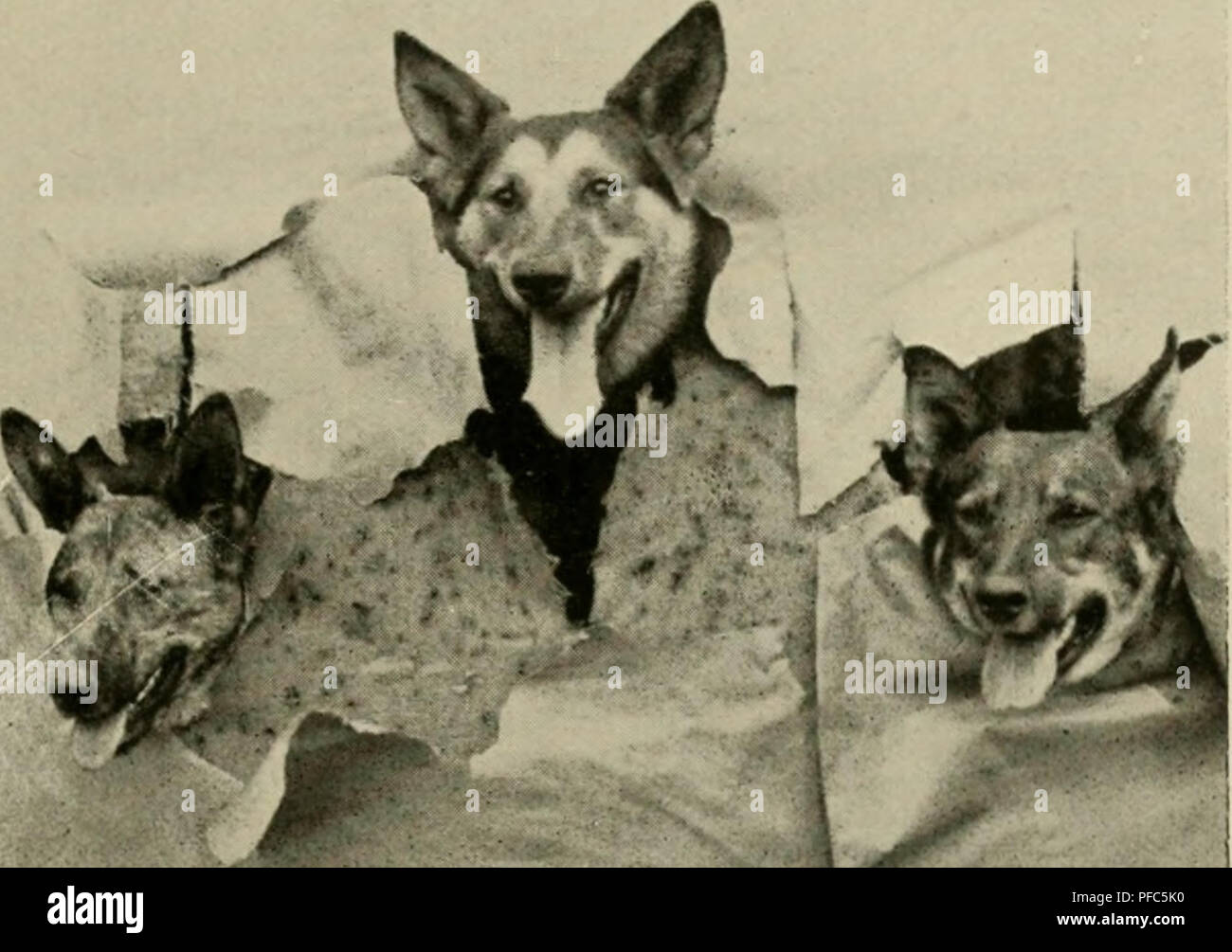 This historical reference on the German Shepherd dog includes ...
