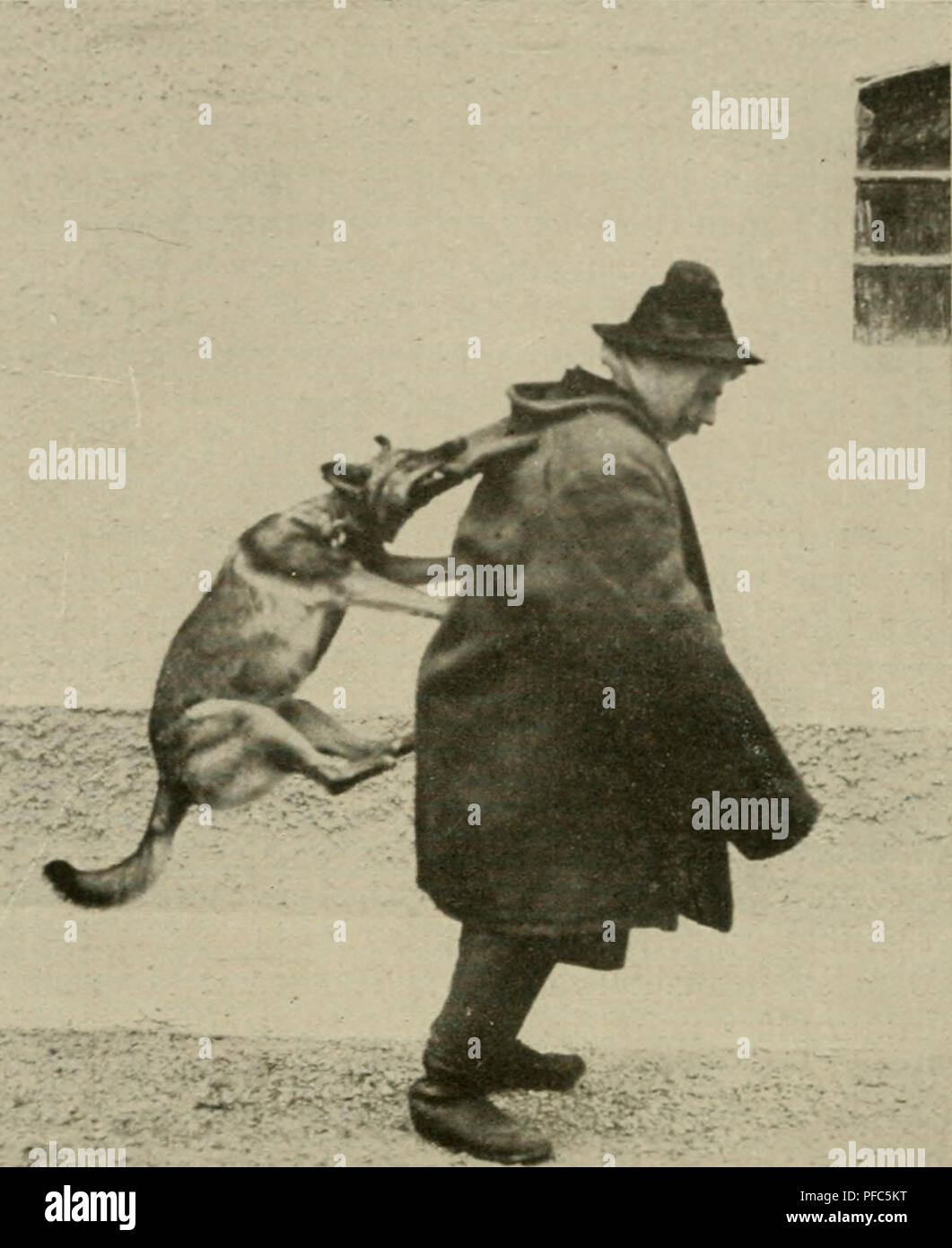 This image, extracted from a German Shepherd dog reference book ...