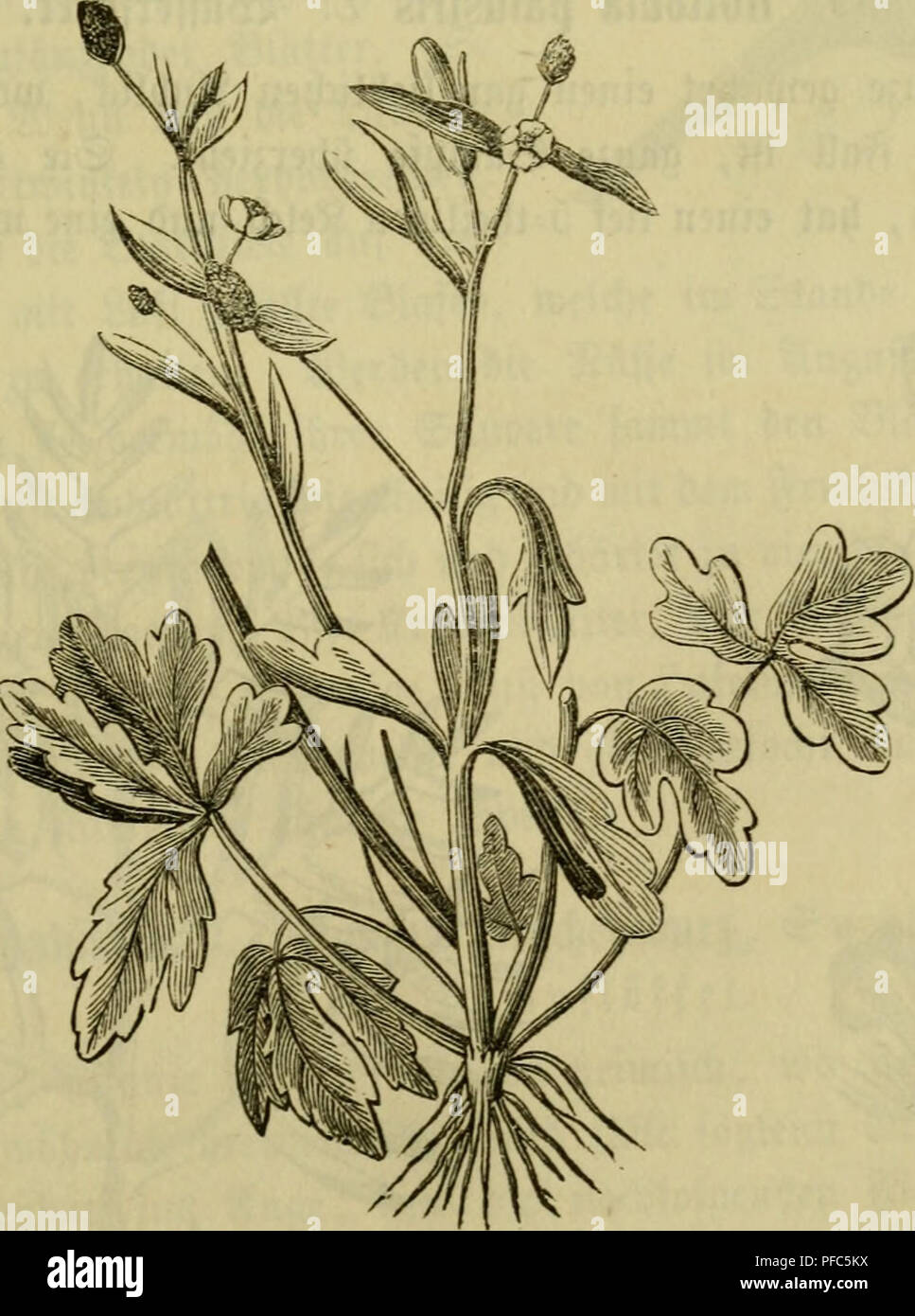 This guide to wild plants in Germany provides detailed instructions for ...
