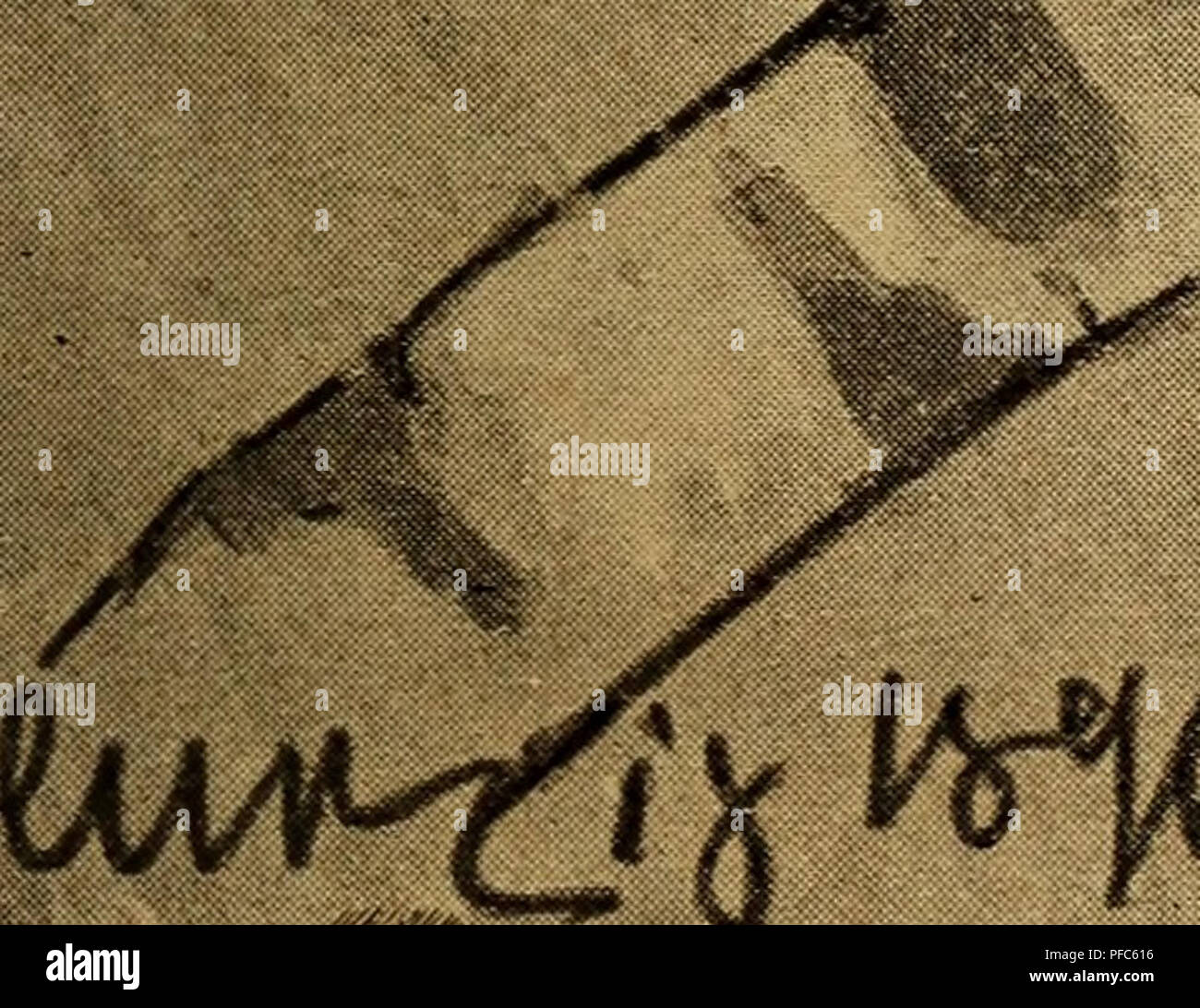 This image features the African gray parrot (Psittacus leucocephalus ...